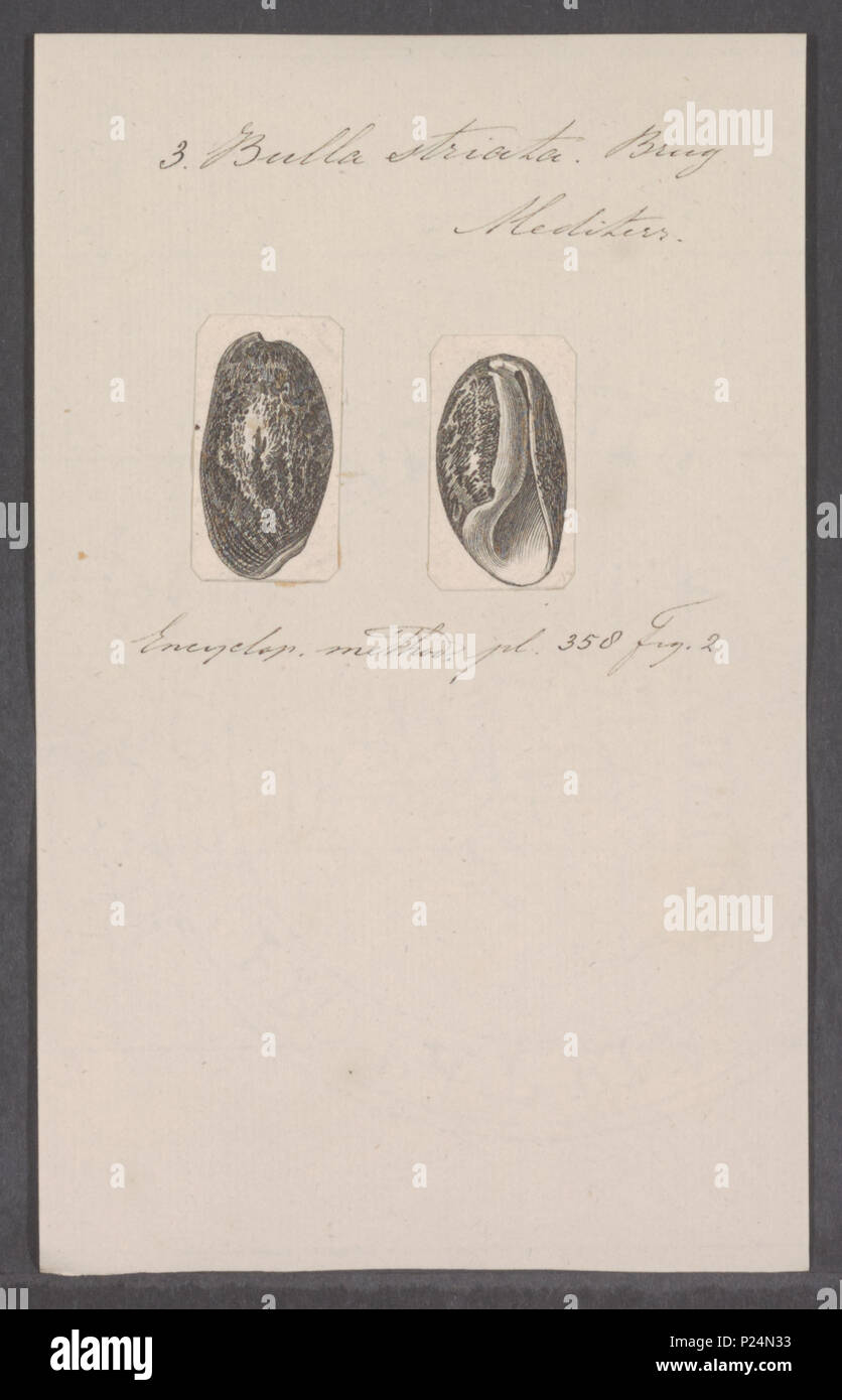 Bulla striata hi-res stock photography and images - Alamy