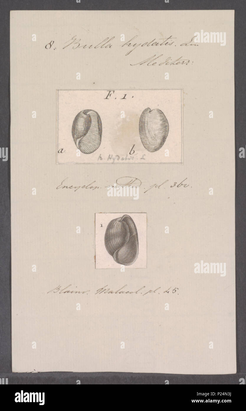 Bulla hydatis hi-res stock photography and images - Alamy