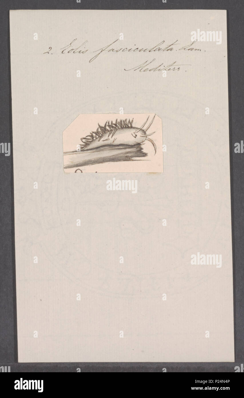 Fiona pinnata hi-res stock photography and images - Alamy