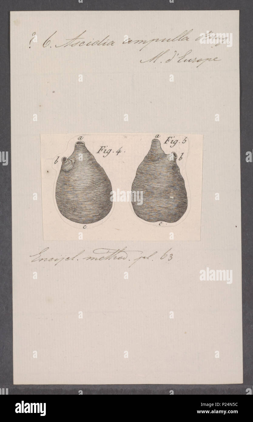 Ascidia ampulla hi-res stock photography and images - Alamy
