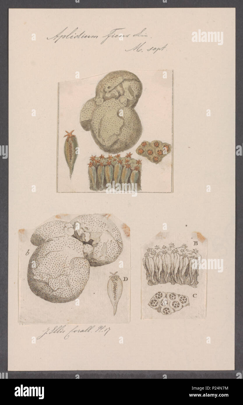 Aplidium hi-res stock photography and images - Alamy