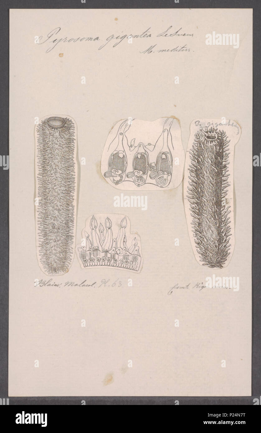 Pyrosoma gigantea hi-res stock photography and images - Alamy