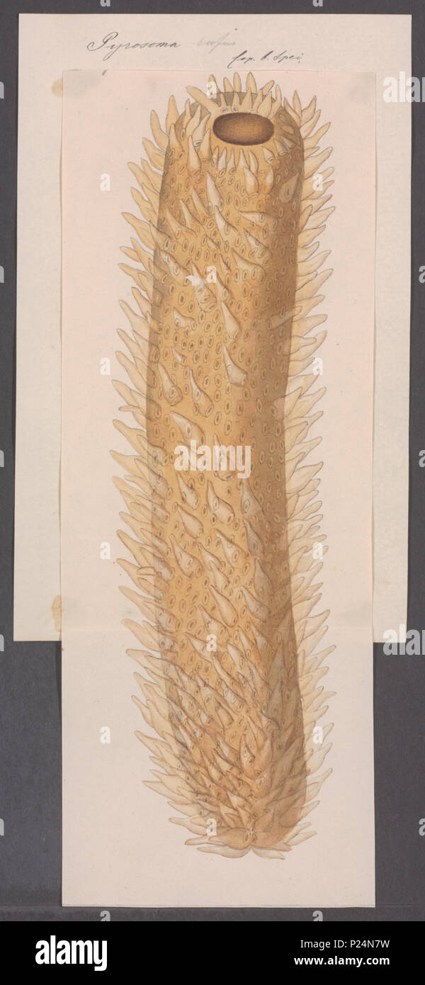 Pyrosoma hi-res stock photography and images - Alamy