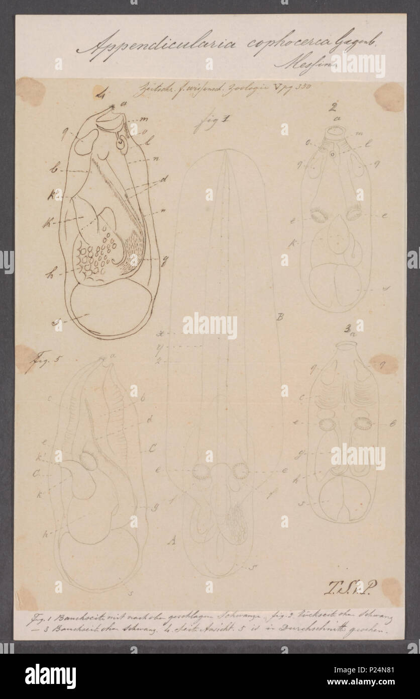 Appendicularia hi-res stock photography and images - Alamy
