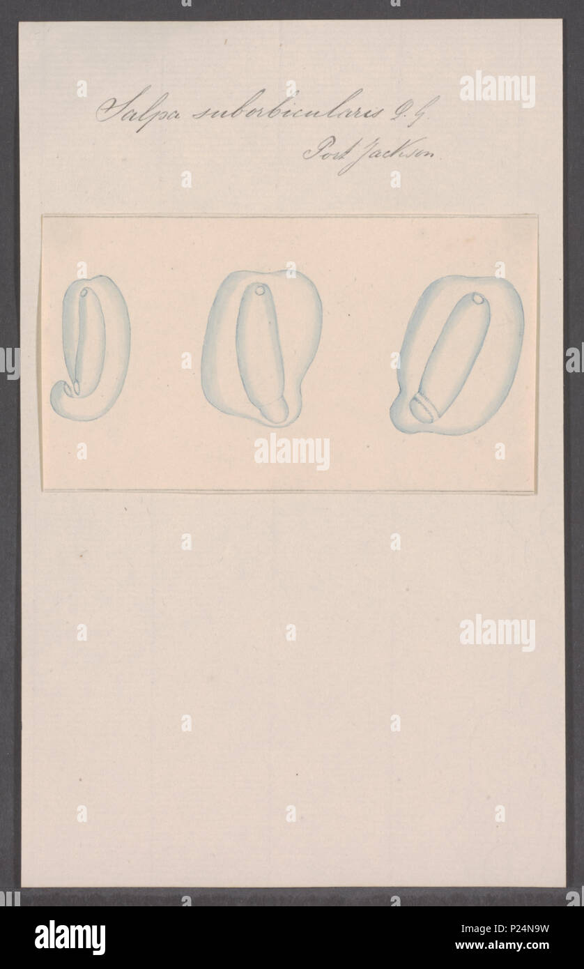 Salpa suborbicularis hi-res stock photography and images - Alamy