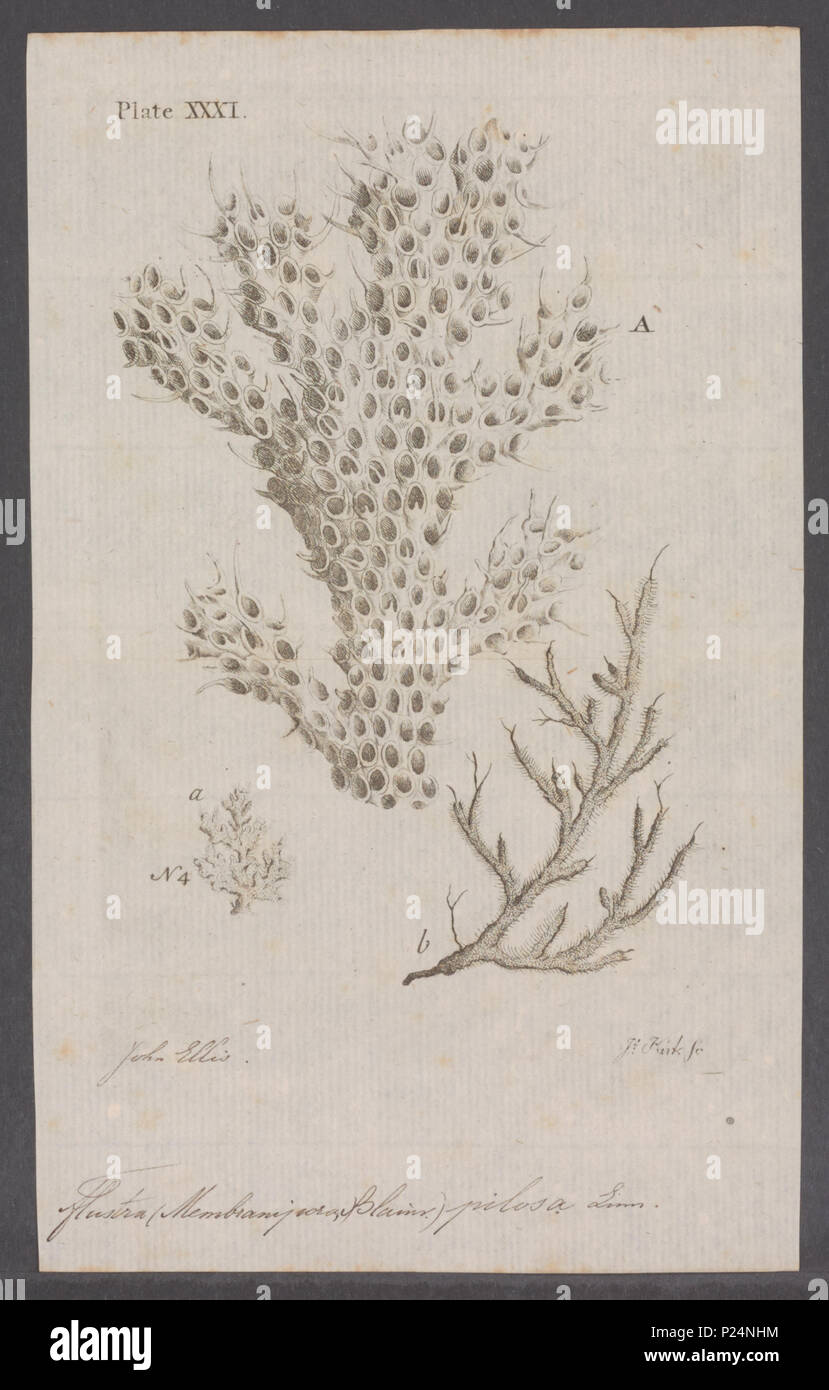 Bryozoan colonial hi-res stock photography and images - Alamy