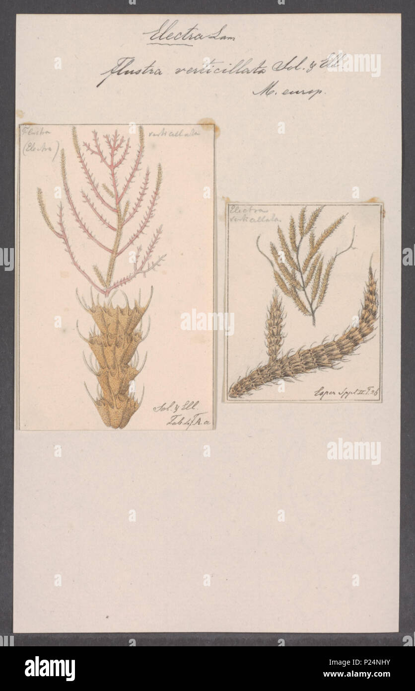 Flustra verticillata hi-res stock photography and images - Alamy