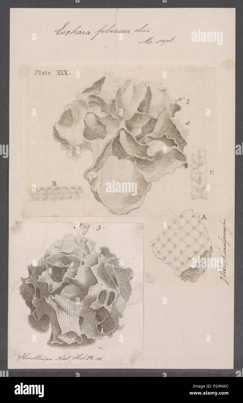 Eschara hi-res stock photography and images - Alamy