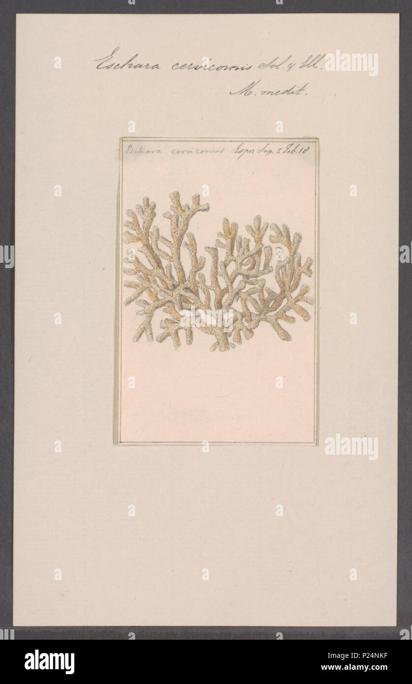 Eschara cervicornis hi-res stock photography and images - Alamy