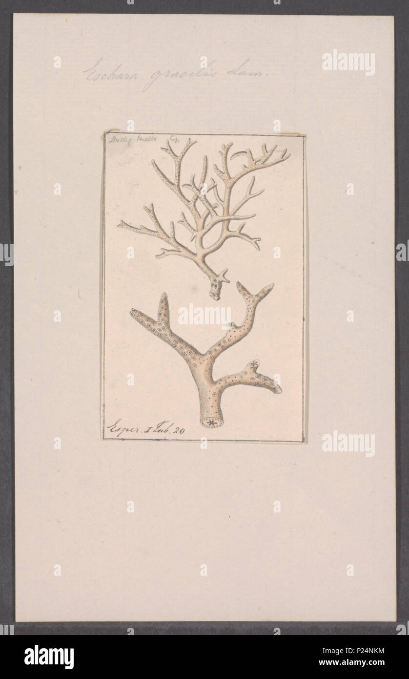 . Eschara gracilis 119 Eschara gracilis - - Print - Iconographia ...