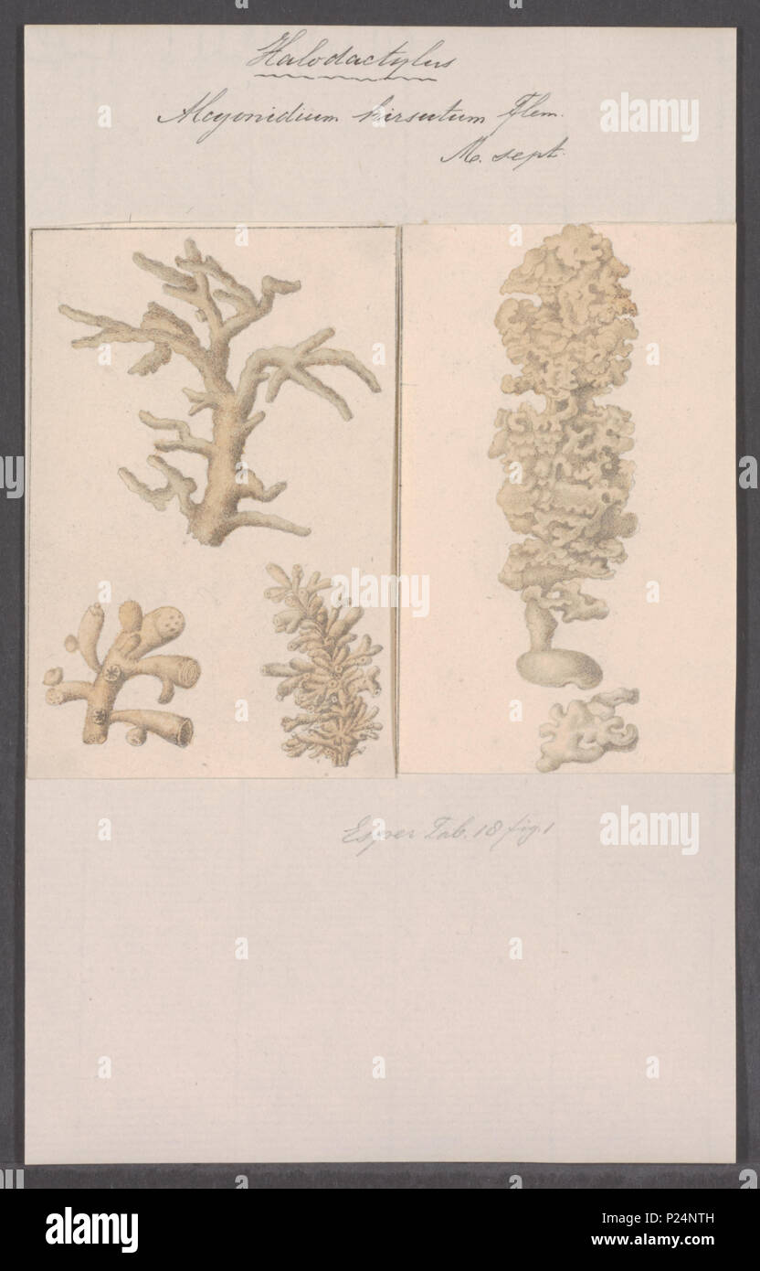 Alcyonidium hirsutum hi-res stock photography and images - Alamy