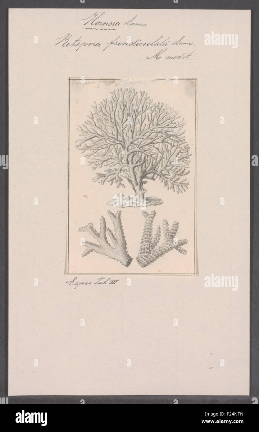 Hornera hi-res stock photography and images - Alamy