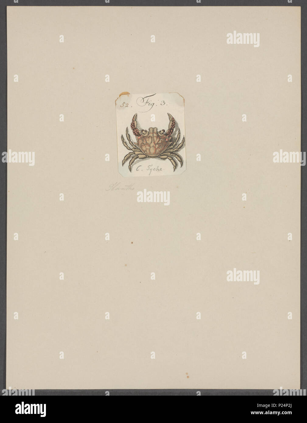 Halimede hi-res stock photography and images - Alamy