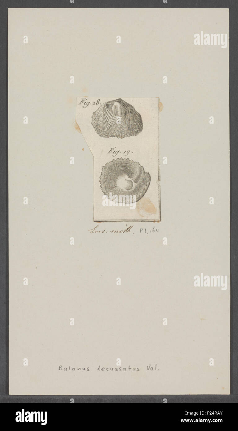 Balanus decussatus hi-res stock photography and images - Alamy