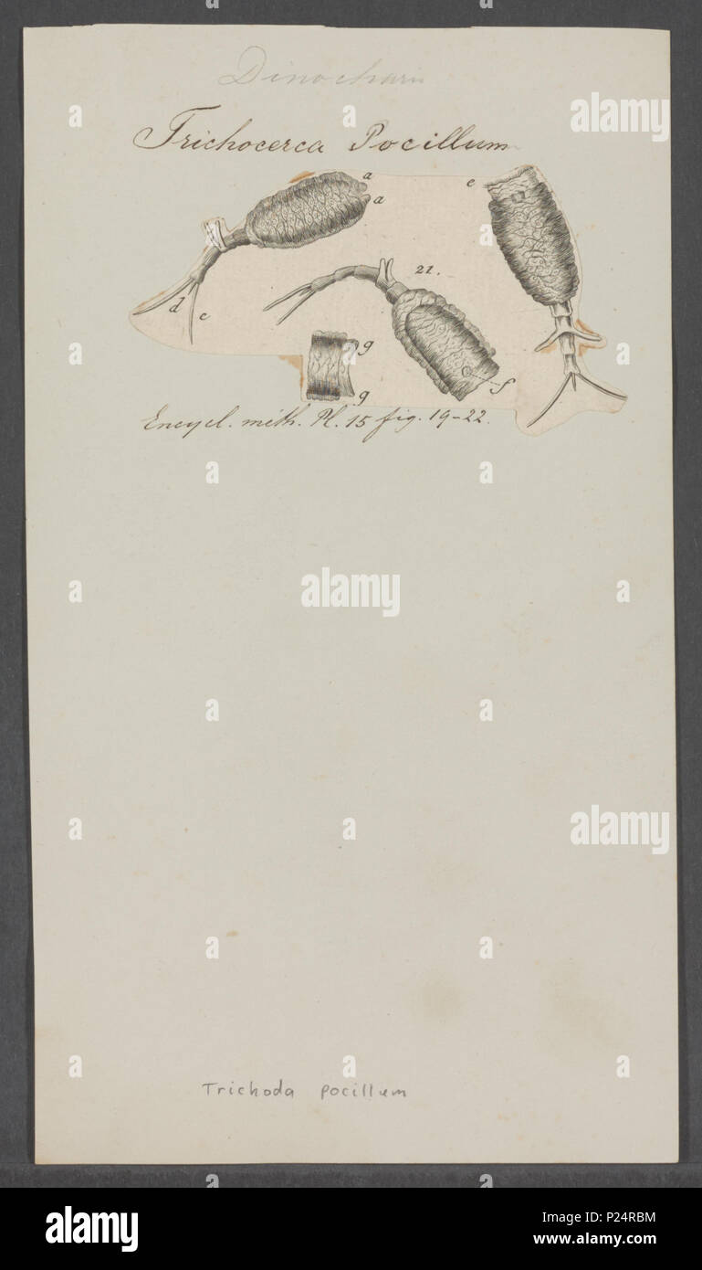 . Trichocerca pocillum 307 Trichocerca pocillum - - Print ...