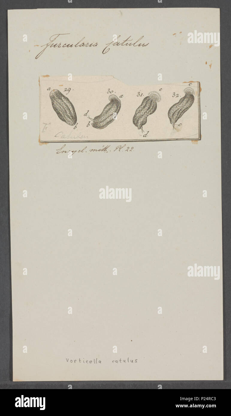 Catulus n hi-res stock photography and images - Alamy