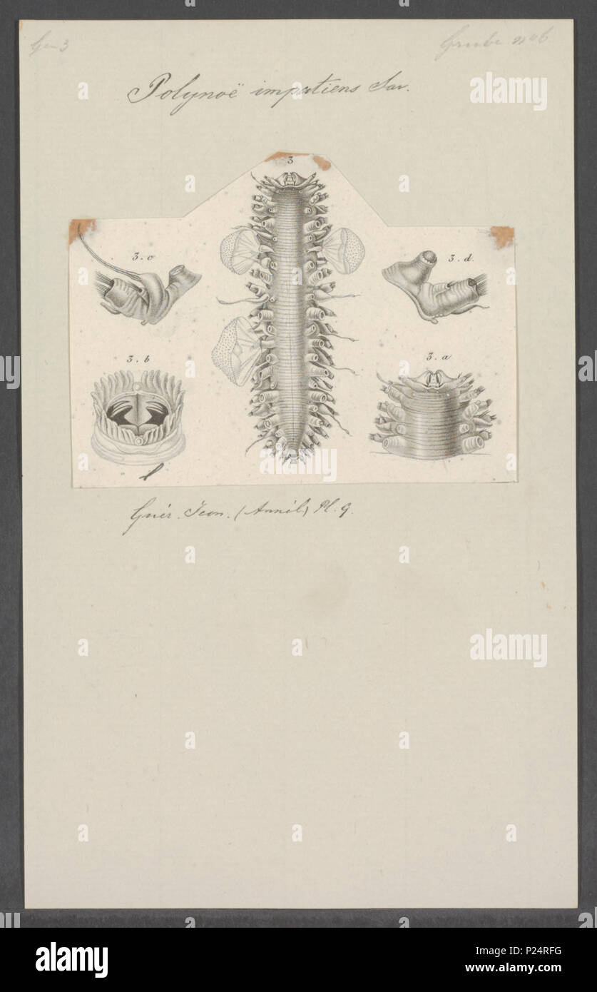 Polynoe hi-res stock photography and images - Alamy