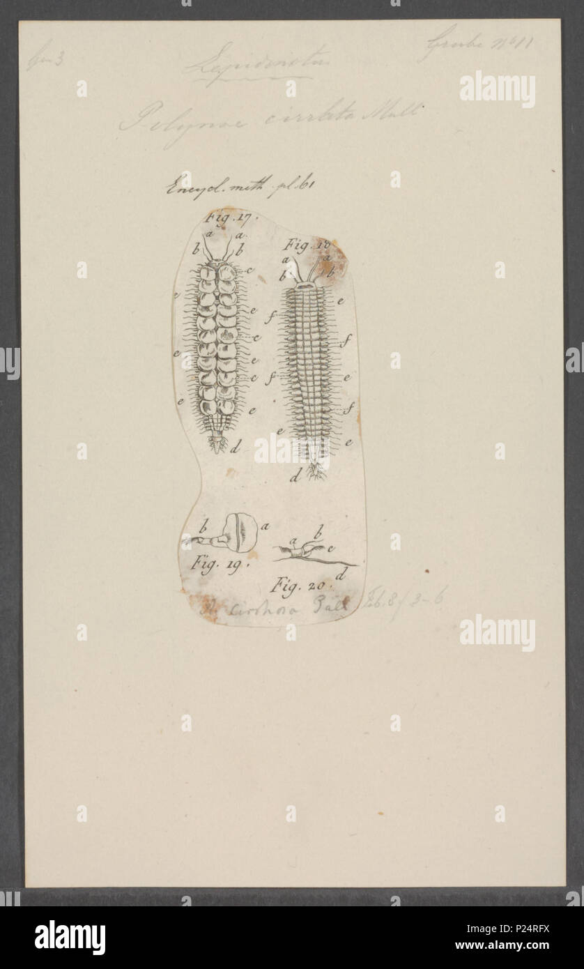 Polynoe hi-res stock photography and images - Alamy