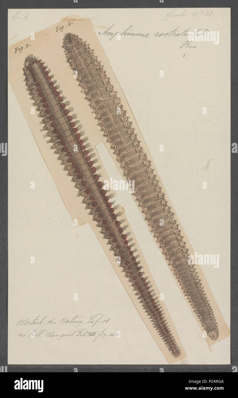 Amphinome rostrata hi-res stock photography and images - Alamy