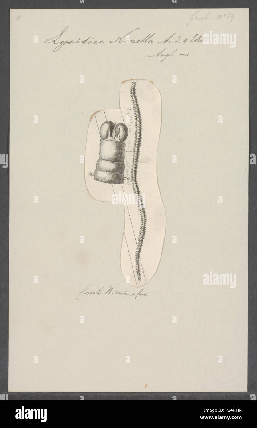 Lysidice ninetta hi-res stock photography and images - Alamy