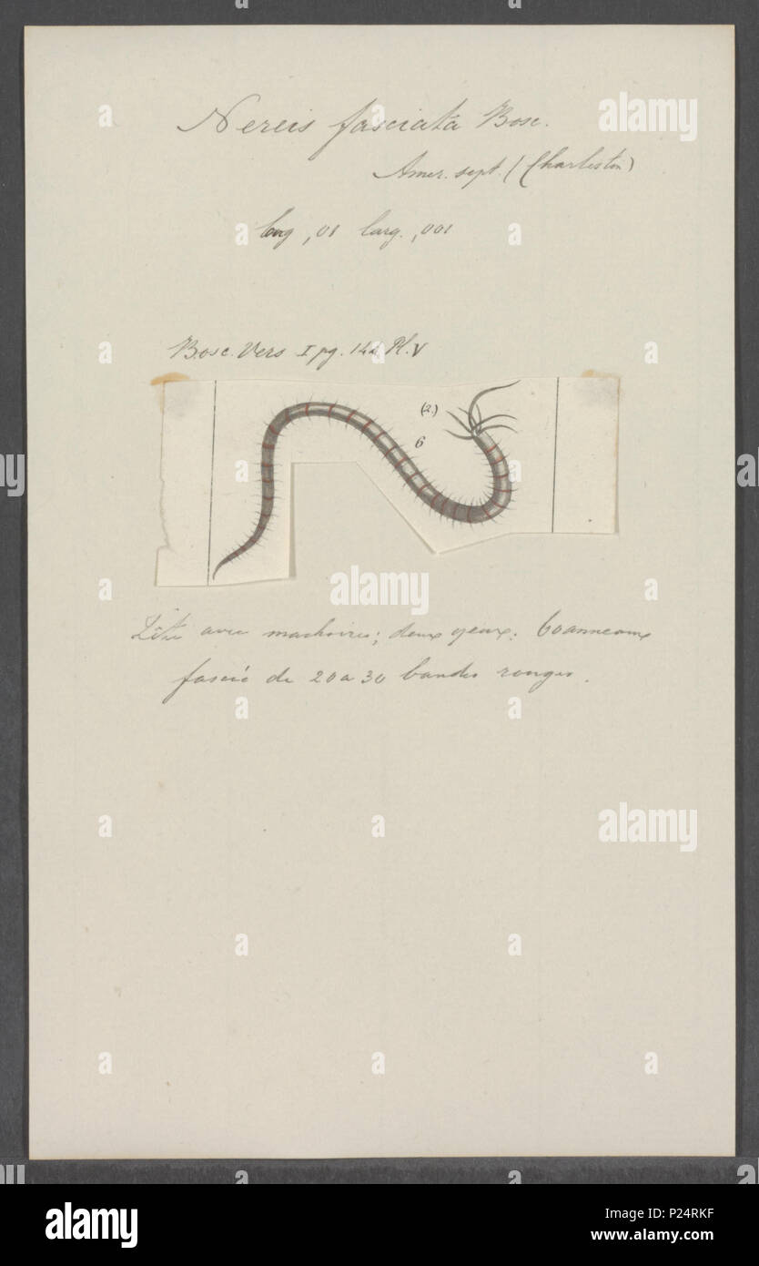 Nereis fasciata hi-res stock photography and images - Alamy