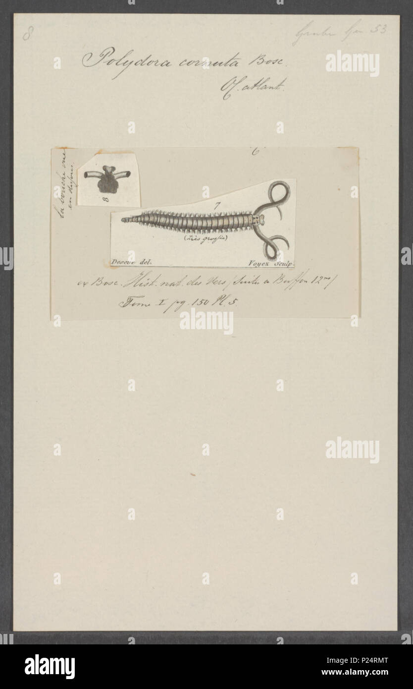 Polydora cornuta hi-res stock photography and images - Alamy