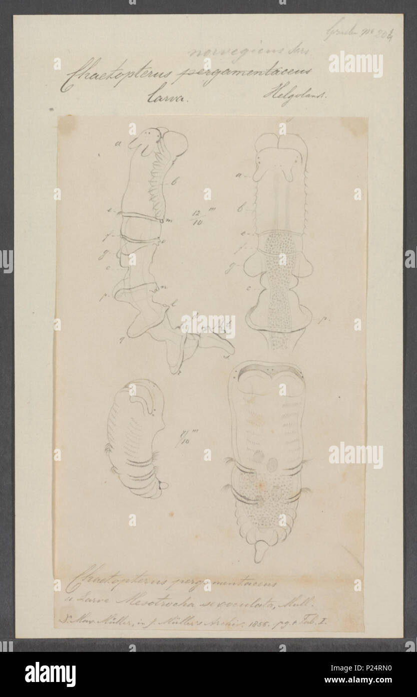 Chaetopterus variopedatus hi-res stock photography and images - Alamy