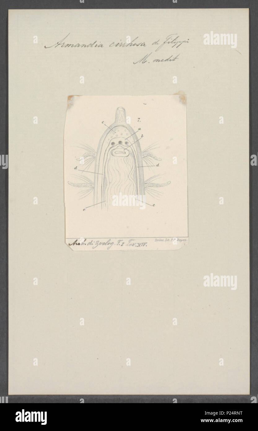 Armandia cirrhosa hi-res stock photography and images - Alamy