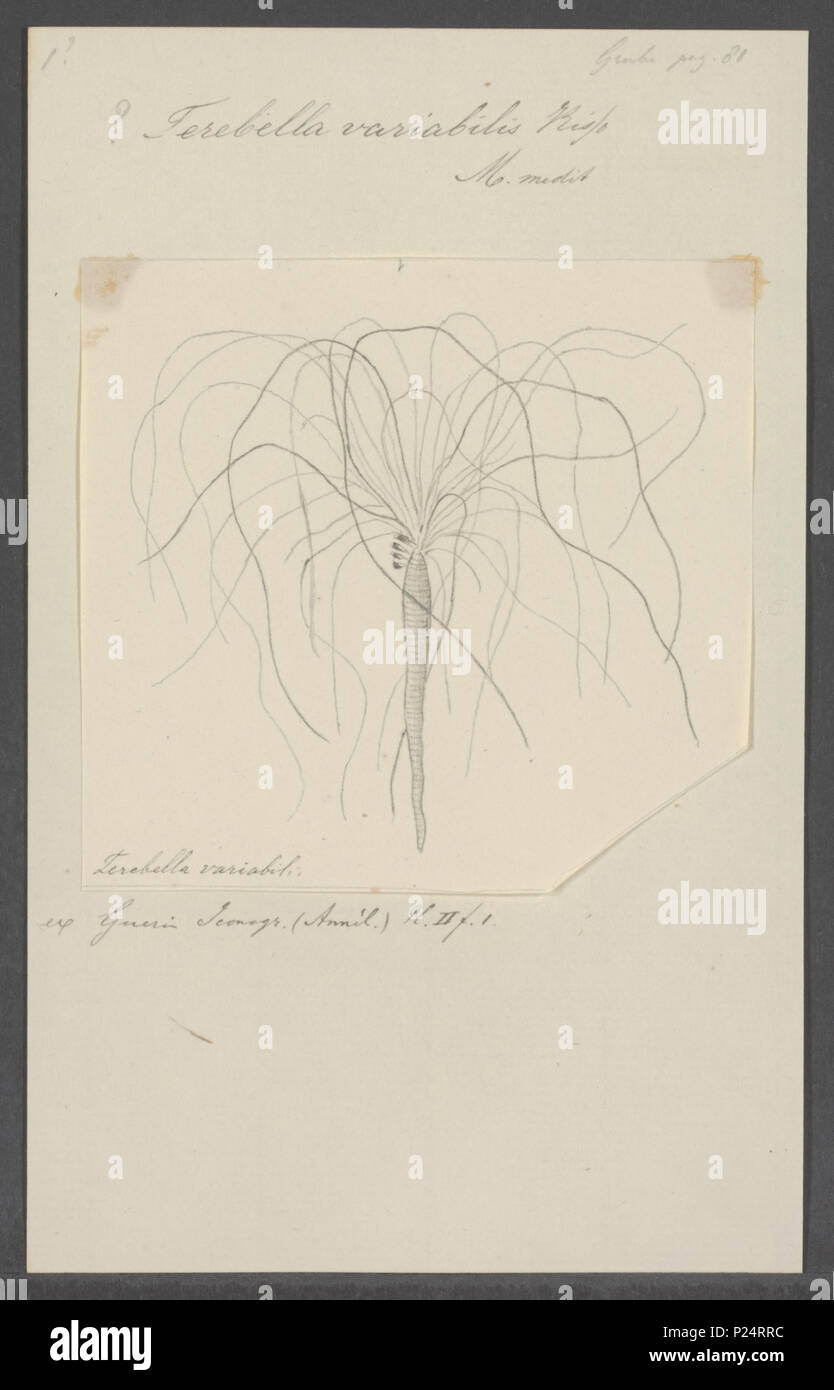 Terebella variabilis hi-res stock photography and images - Alamy