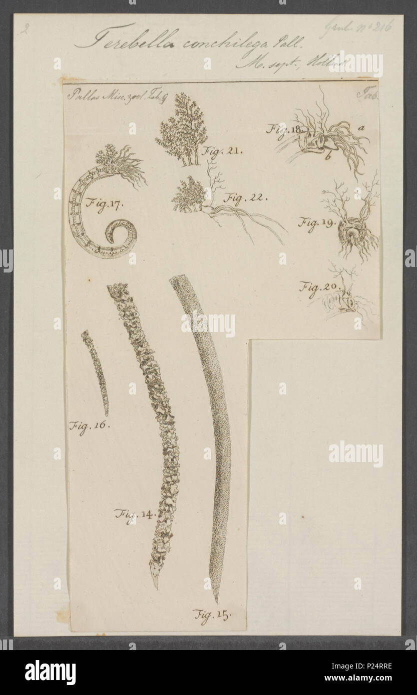 . Terebella conchilega 302 Terebella conchilega - - Print ...