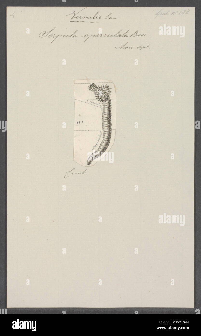 Serpula operculata hi-res stock photography and images - Alamy