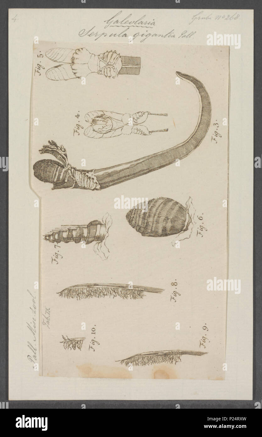 . Spirobranchus giganteus syn. Serpula gigantea 287 Serpula gigantea ...