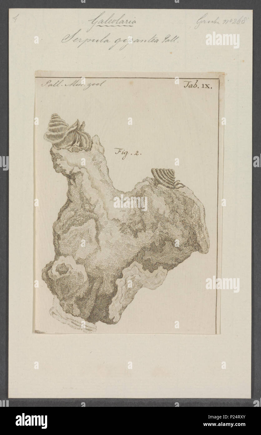 . Spirobranchus giganteus syn. Serpula gigantea 287 Serpula gigantea ...