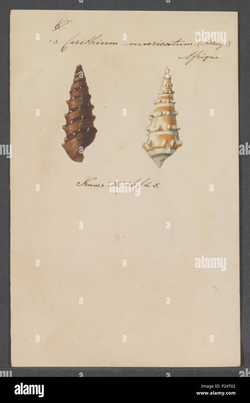 Cerithium hi-res stock photography and images - Alamy