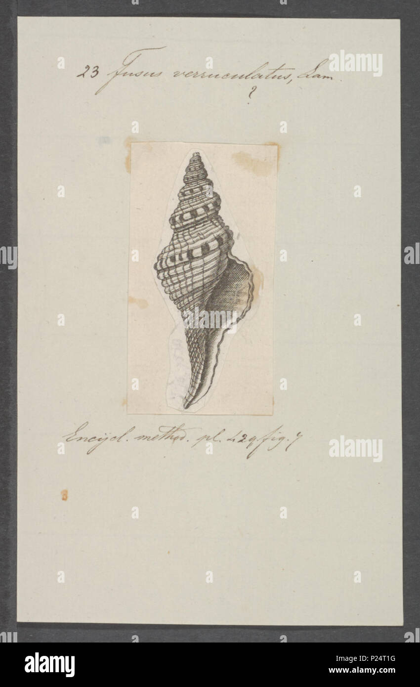 Verruculatus hi-res stock photography and images - Alamy