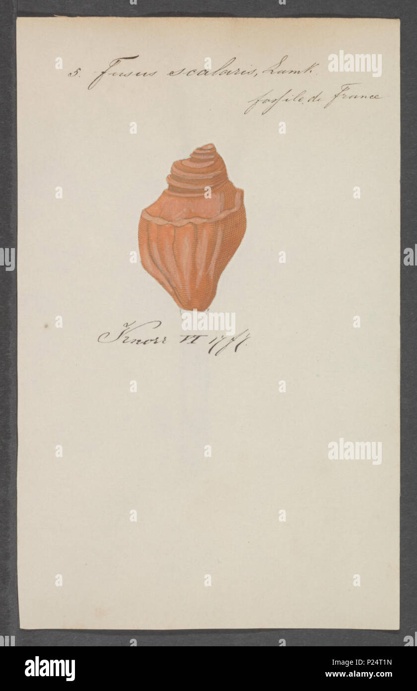 Fusus hi-res stock photography and images - Alamy