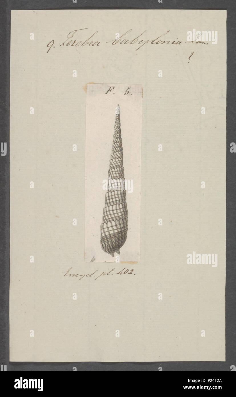 Terebra babylonia hi-res stock photography and images - Alamy