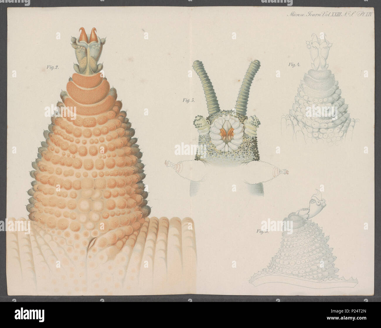 Peripatus hi-res stock photography and images - Alamy