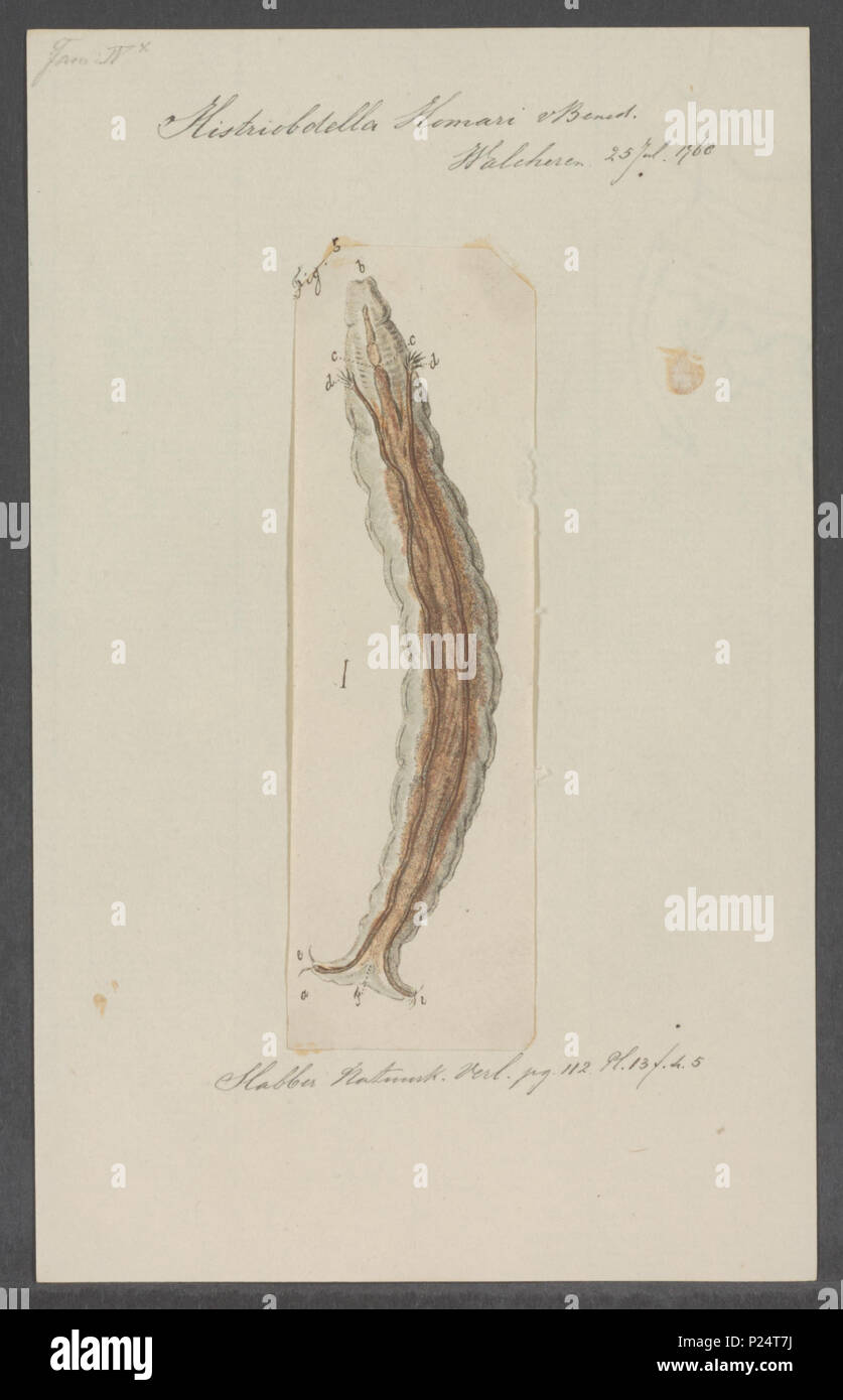 Histriobdella homari hi-res stock photography and images - Alamy