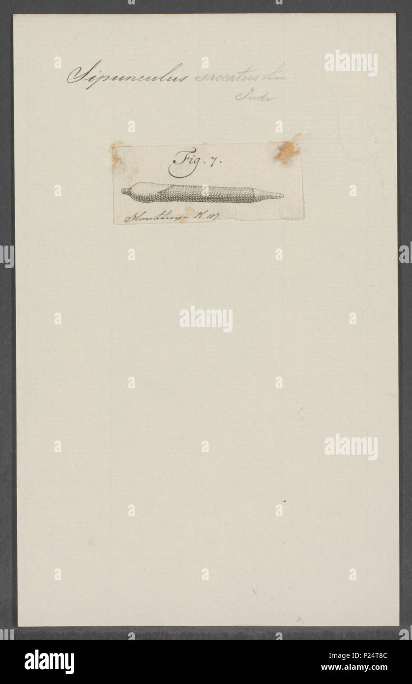 Sipunculus anatomy hi-res stock photography and images - Alamy