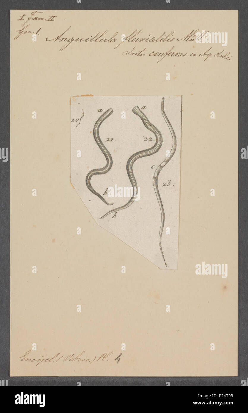 Anguillula fluviatilis hi-res stock photography and images - Alamy