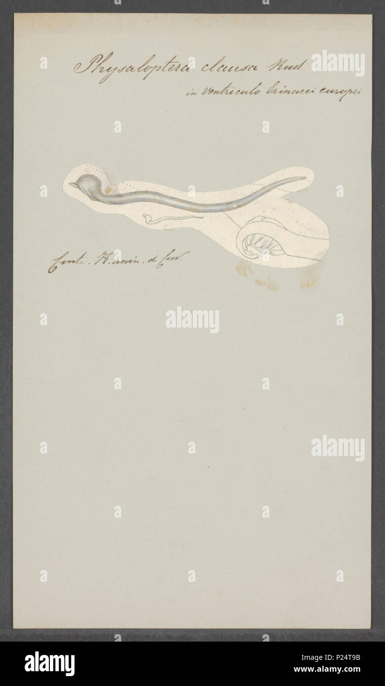 Physaloptera hi-res stock photography and images - Alamy