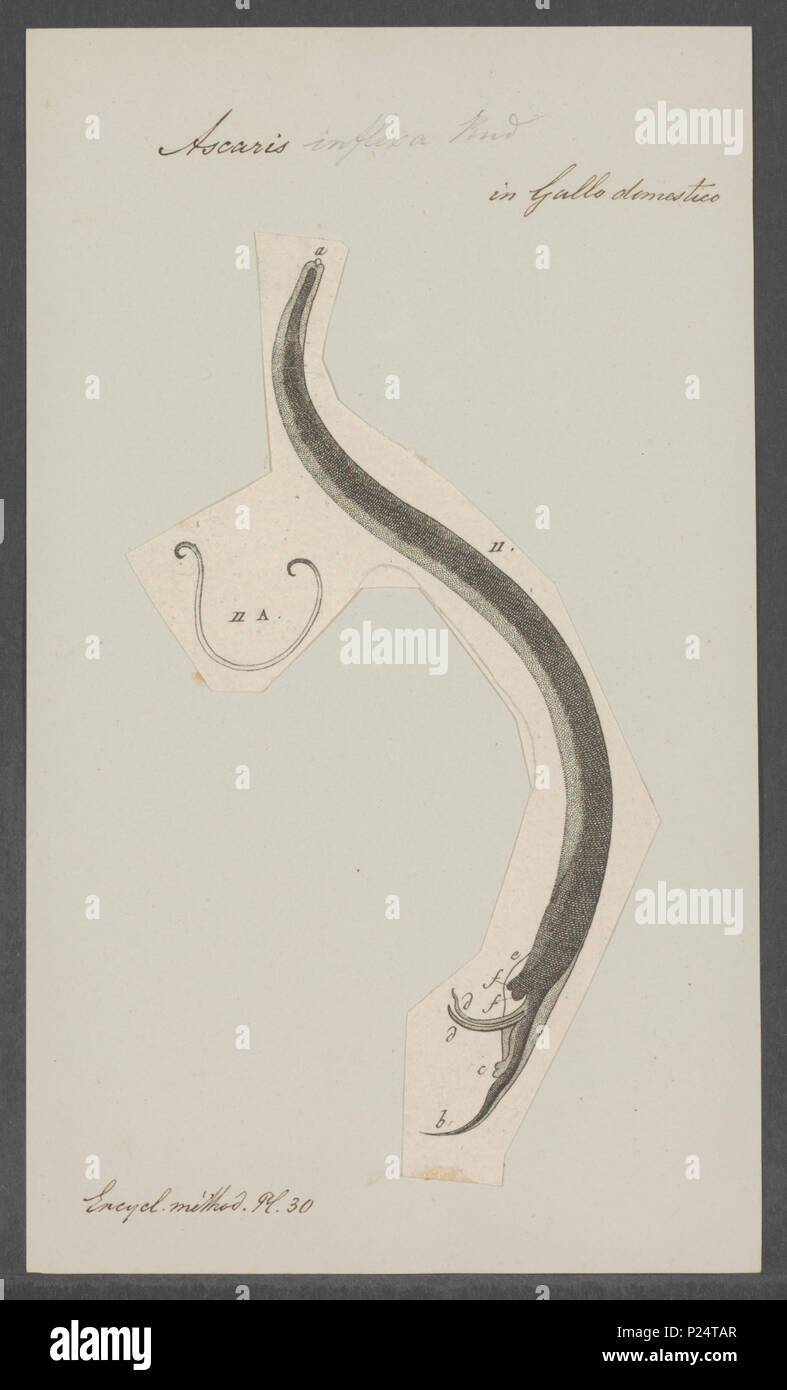 Ascaris inflexa hi-res stock photography and images - Alamy