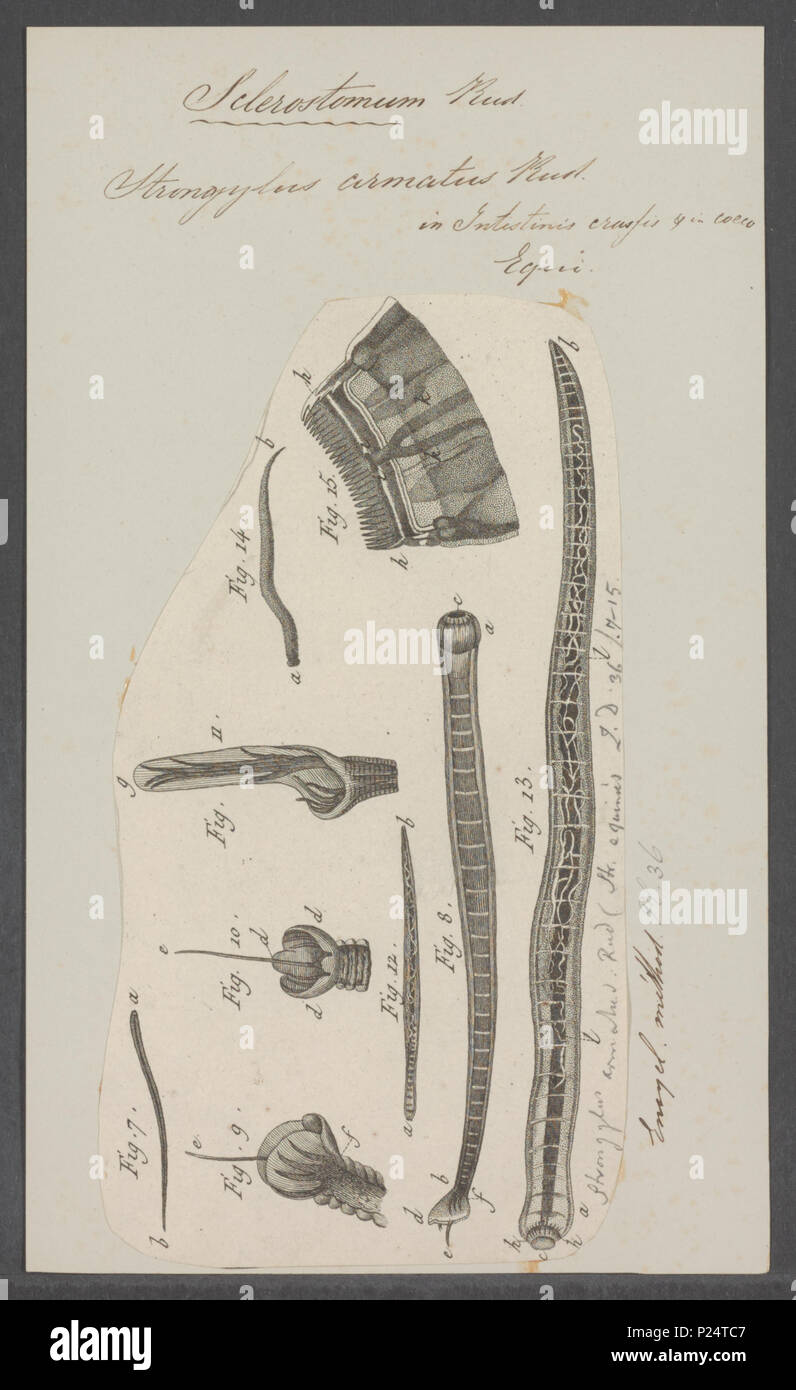 Strongylus hi-res stock photography and images - Alamy