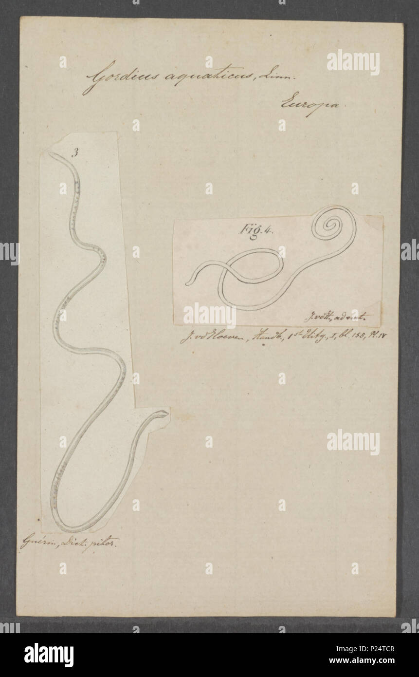 Gordius aquaticus hi-res stock photography and images - Alamy