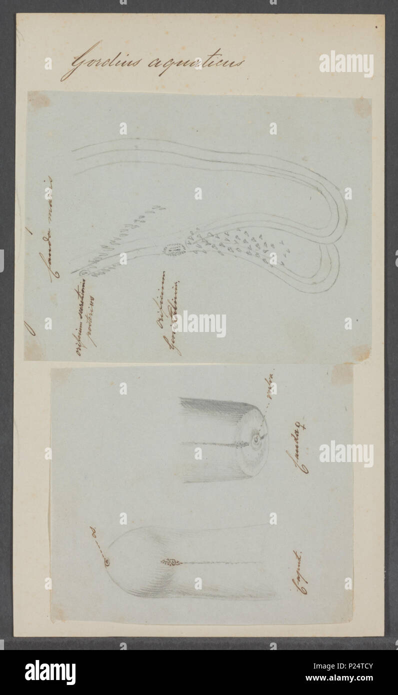 . Gordius aquaticus 141 Gordius aquaticus - - Print - Iconographia ...
