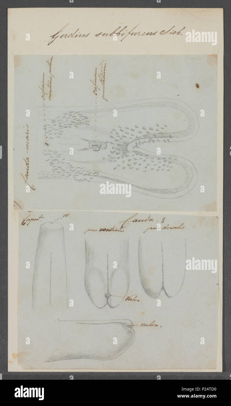 Gordius hi-res stock photography and images - Alamy