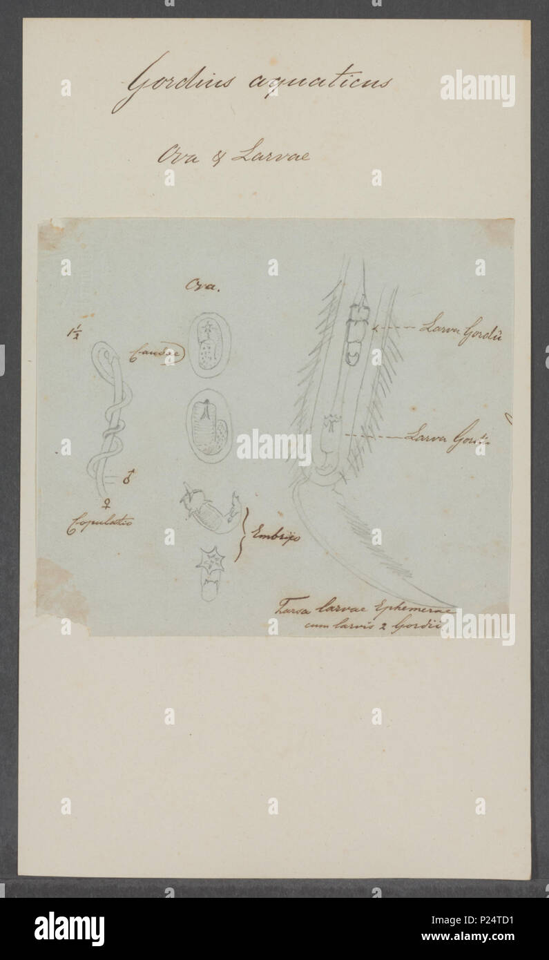 Gordius aquaticus hi-res stock photography and images - Alamy