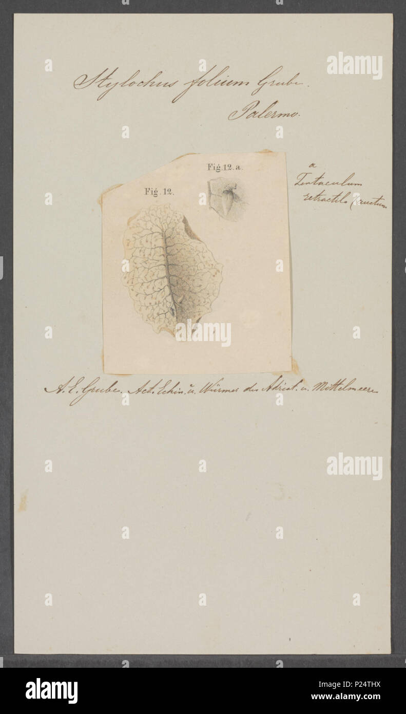 Stylochus hi-res stock photography and images - Alamy