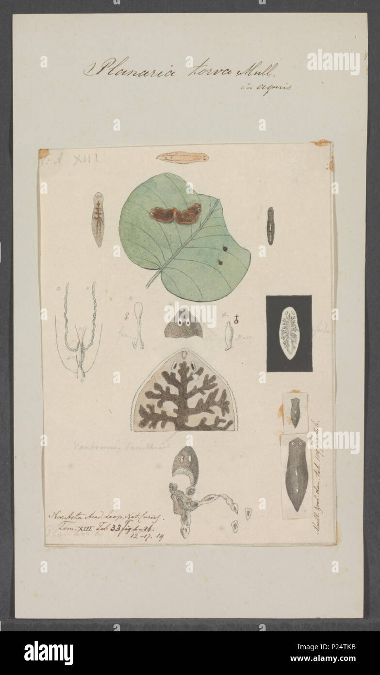 Planaria torva hi-res stock photography and images - Alamy